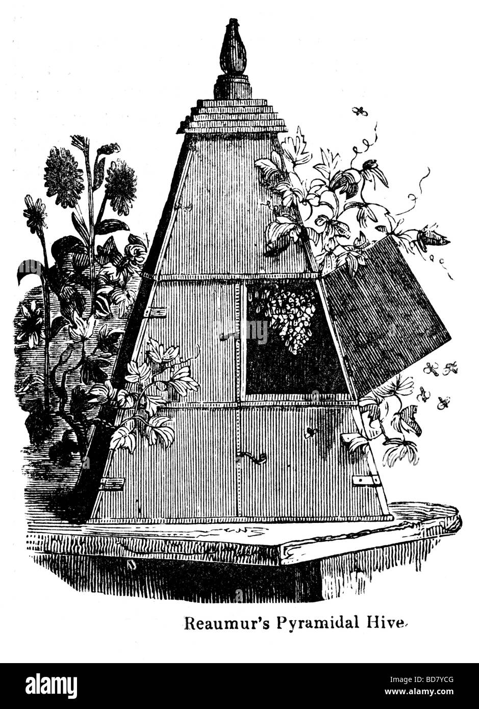 Bee hive drawing hi-res stock photography and images - Alamy
