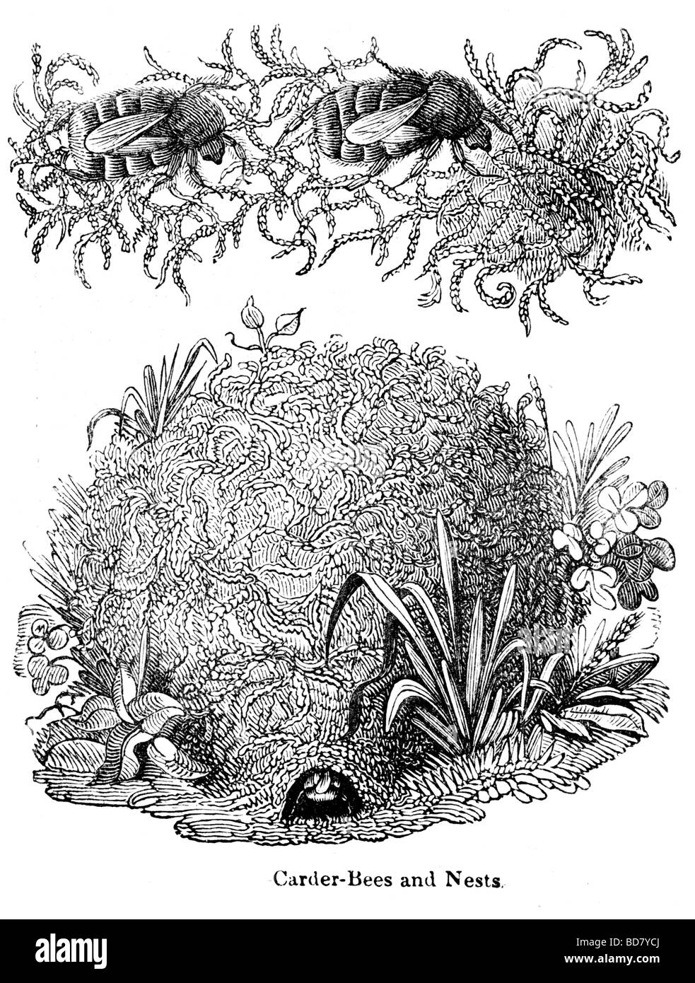 House with bees Black and White Stock Photos & Images - Alamy