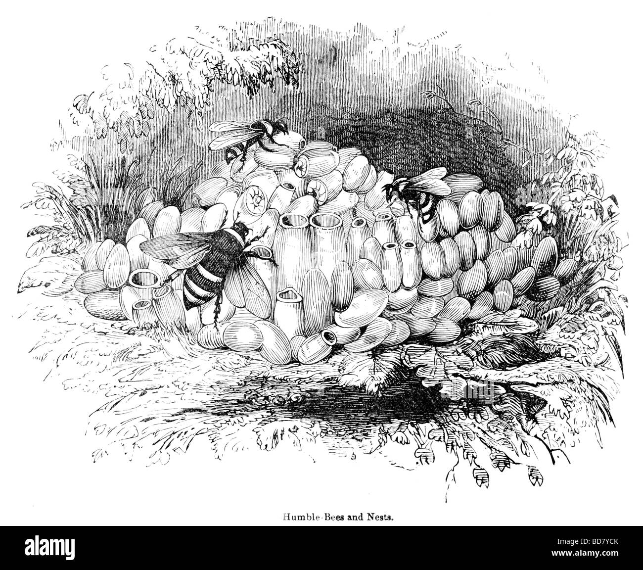 Illustration humble Black and White Stock Photos & Images - Alamy