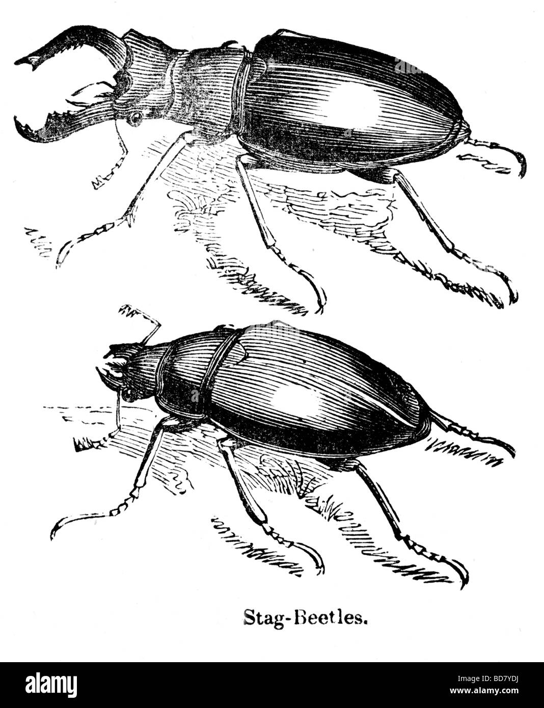 Male hand print made Black and White Stock Photos & Images - Alamy