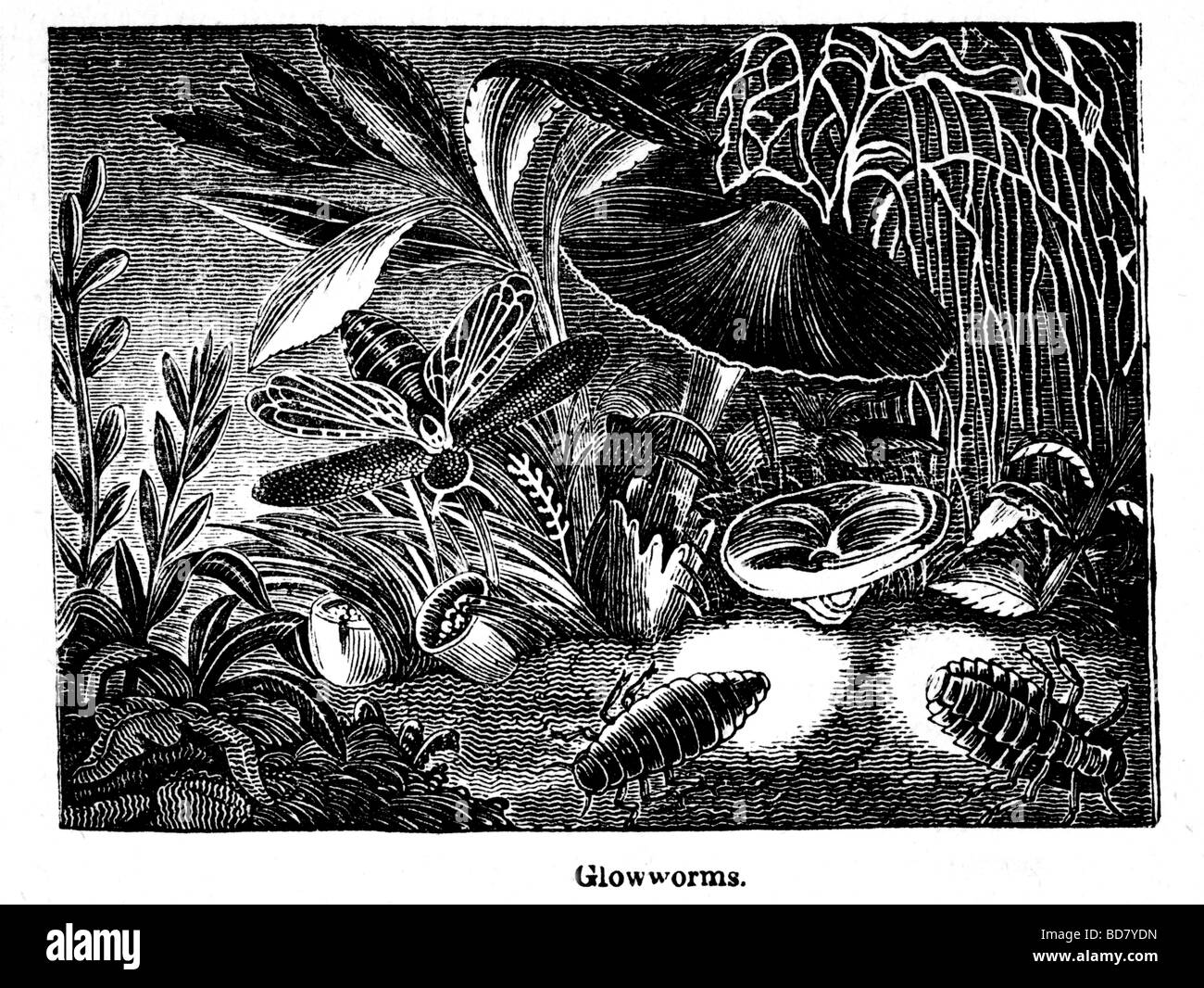 Light emitting insect Black and White Stock Photos & Images - Alamy