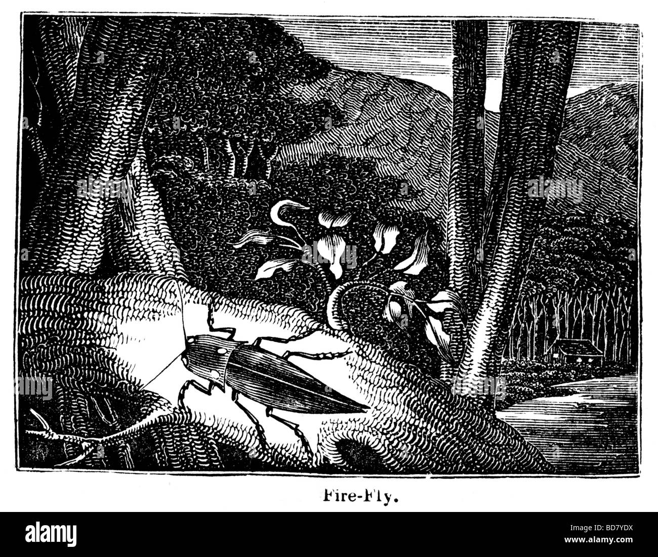 Fly eyes Black and White Stock Photos & Images - Alamy