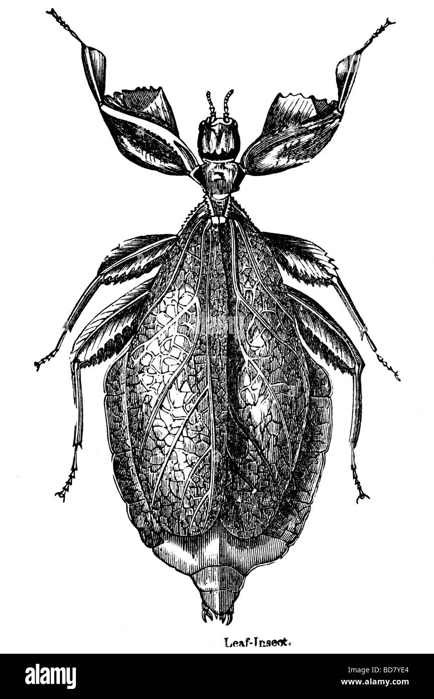 Phylliidae hi-res stock photography and images - Alamy