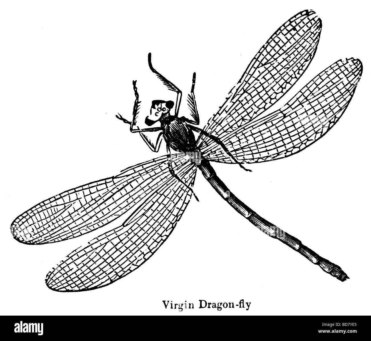 Dragonfly exoskeleton Black and White Stock Photos & Images - Alamy