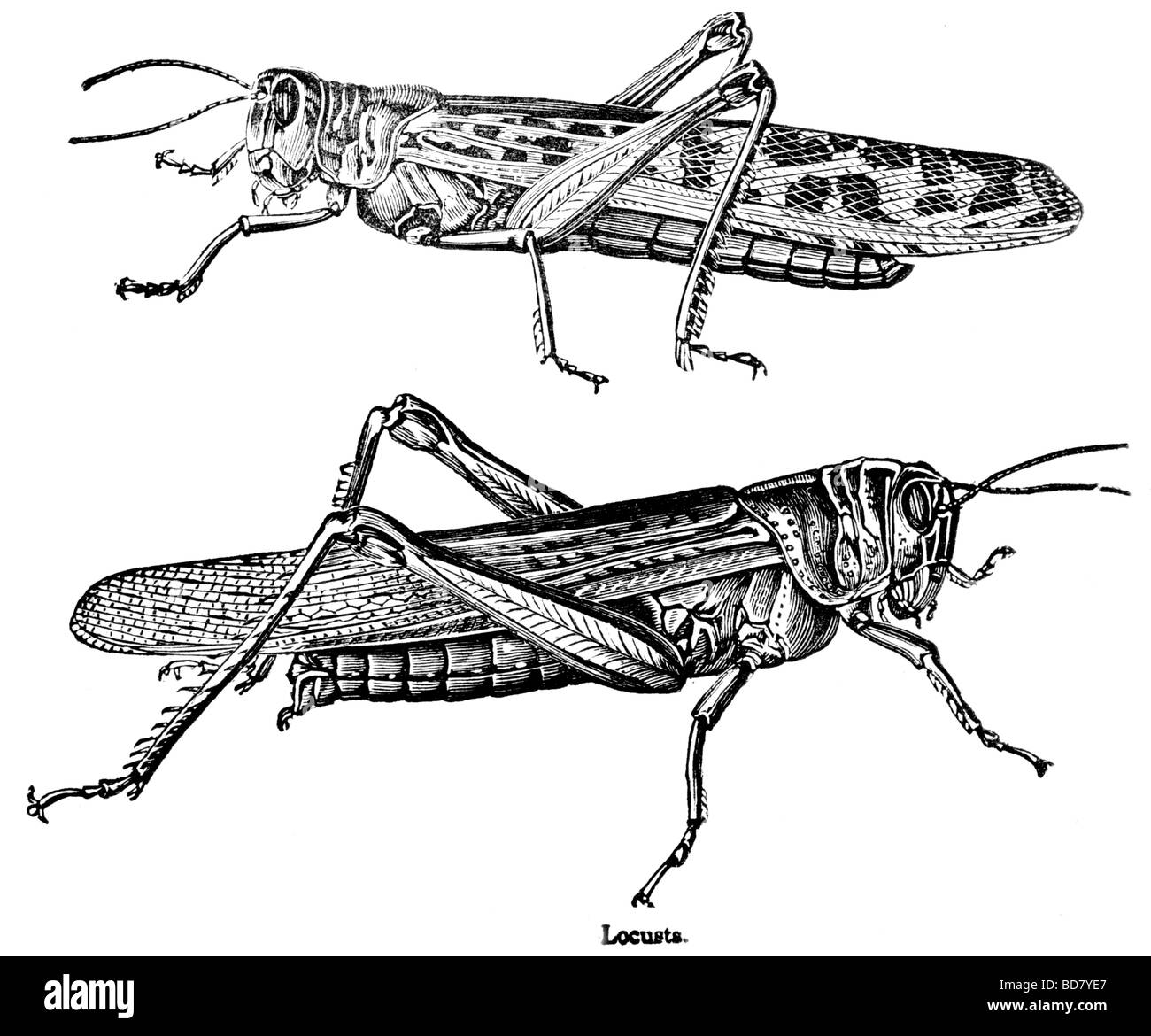 Swarm of locusts illustration hi-res stock photography and images - Alamy