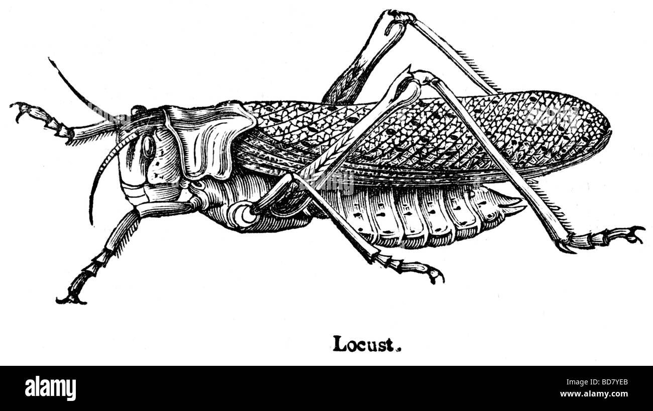 Black locusts hi-res stock photography and images - Alamy