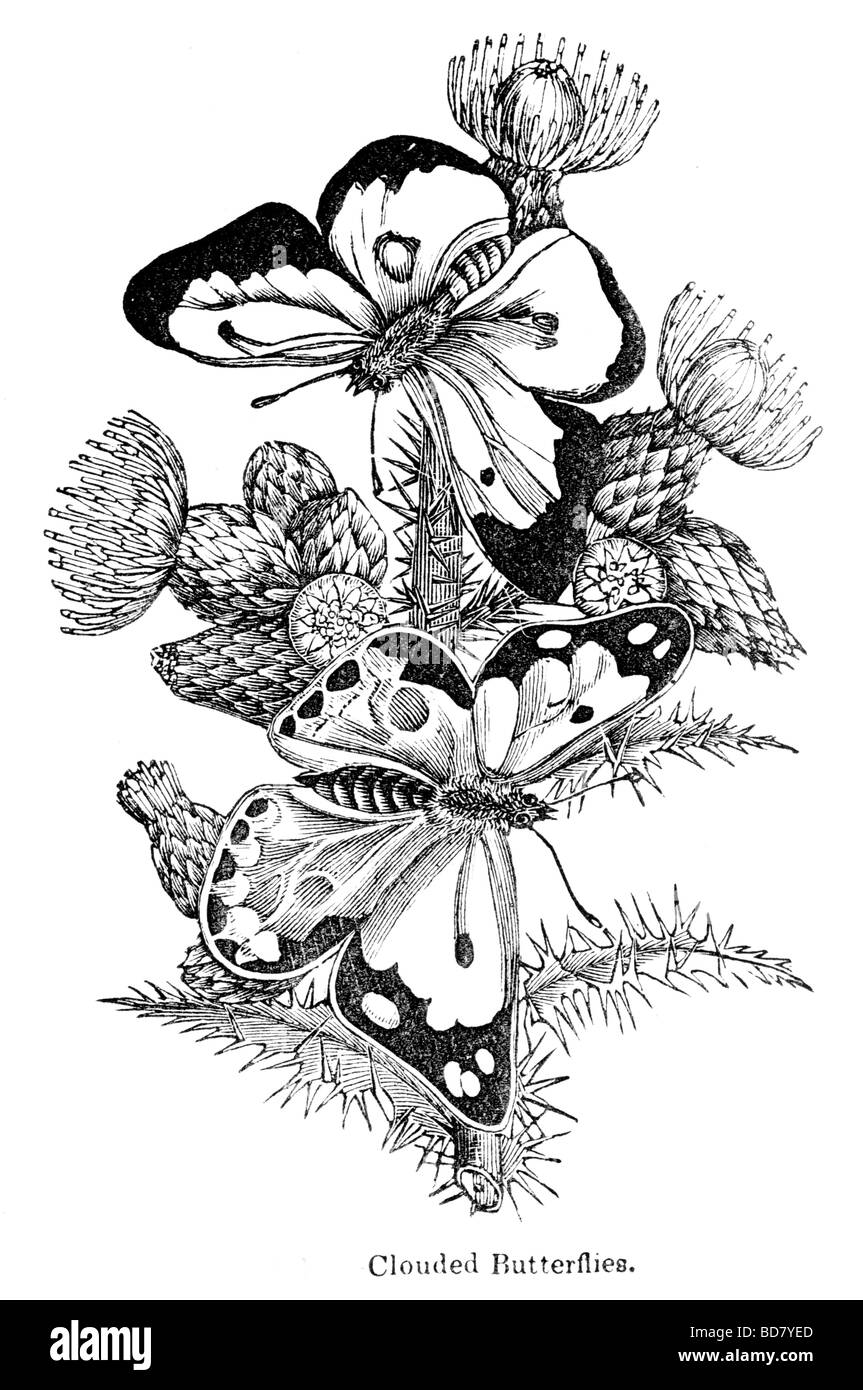 Butterflies illustration print Black and White Stock Photos & Images ...