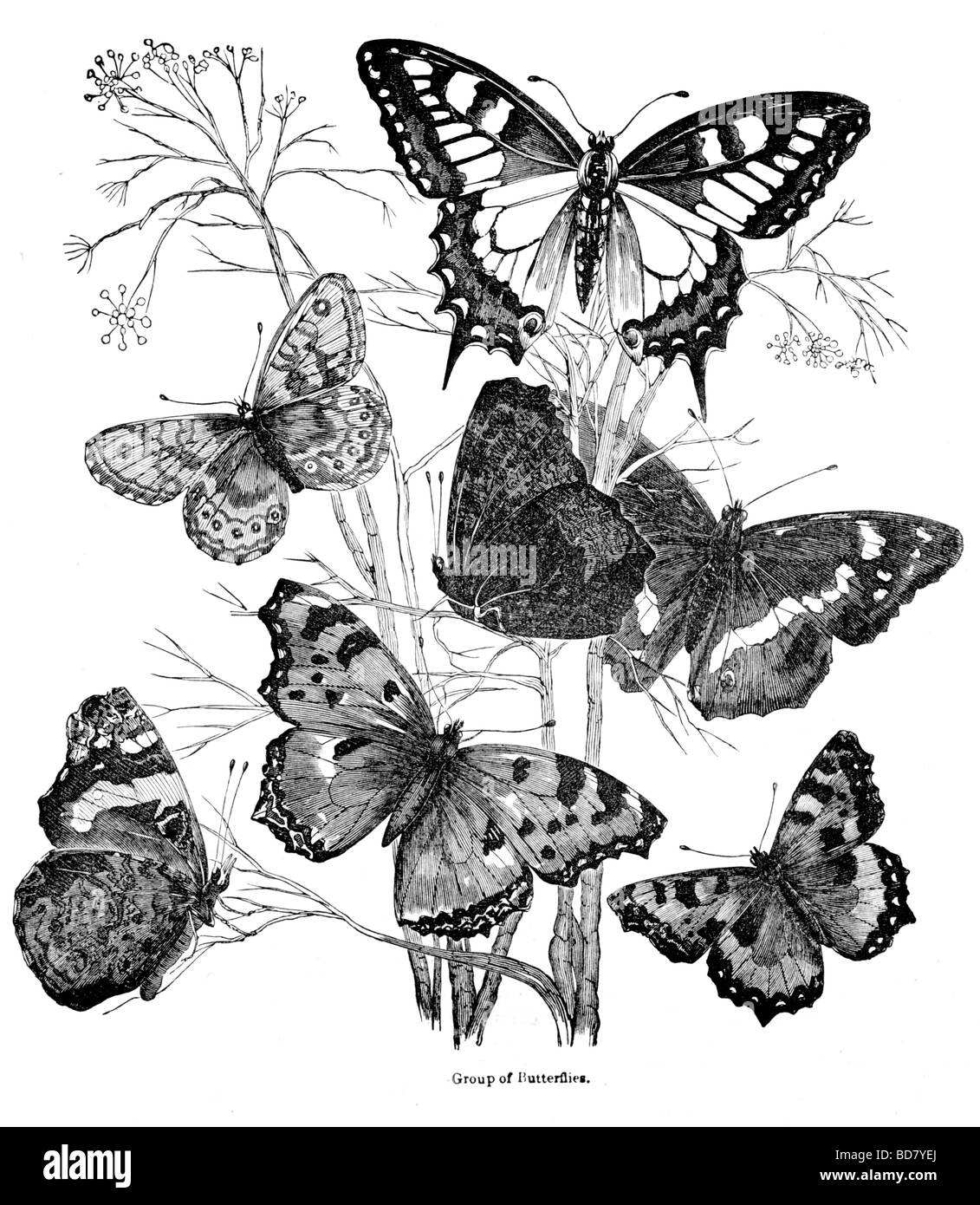 Group butterfly Black and White Stock Photos & Images - Alamy