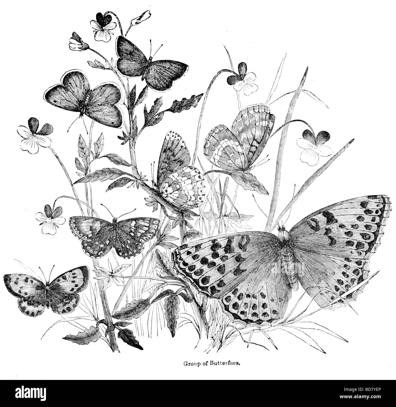 Butterflies illustration print Black and White Stock Photos & Images ...