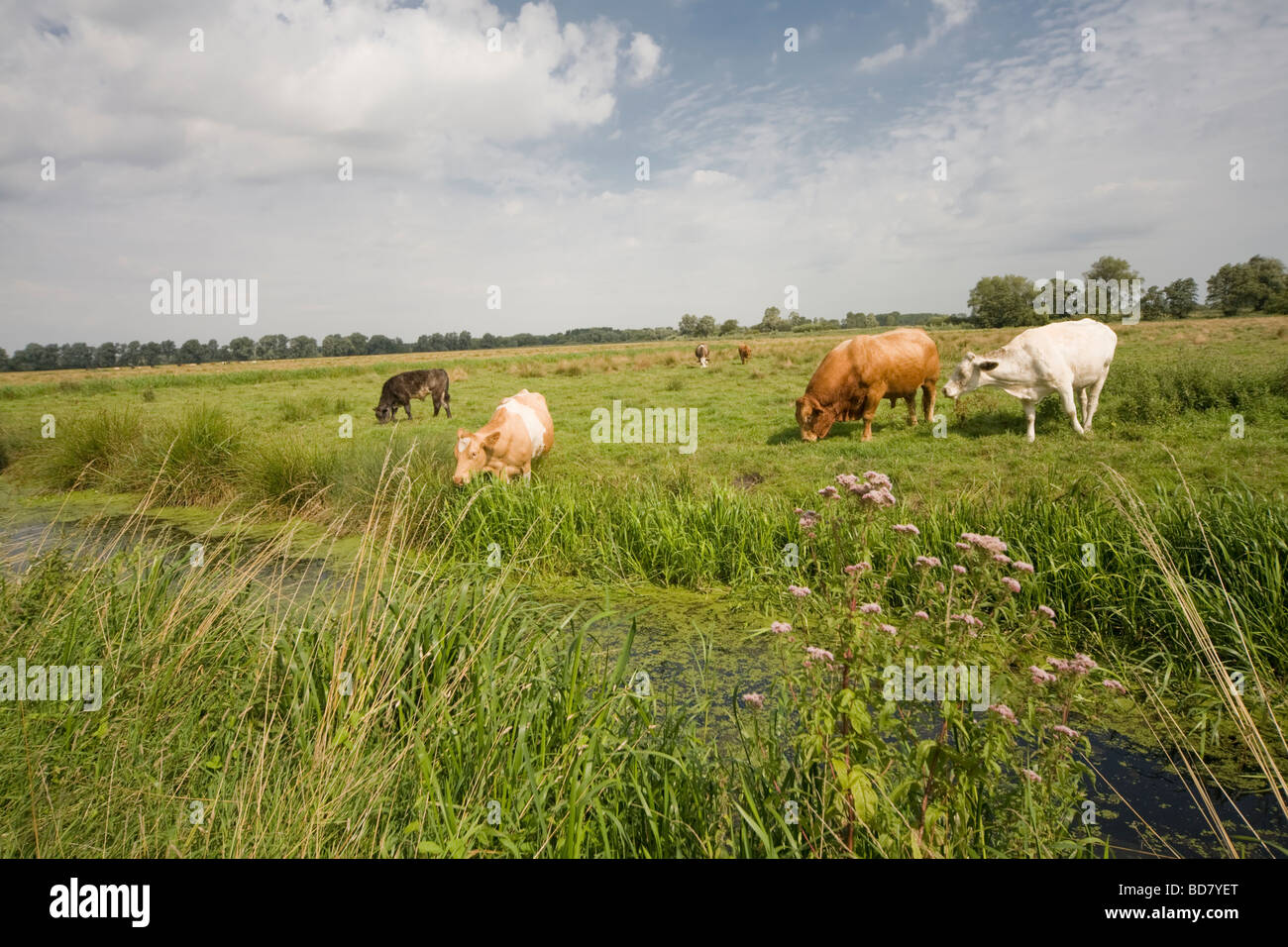Cattle on Marsh Land Stock Photo - Alamy