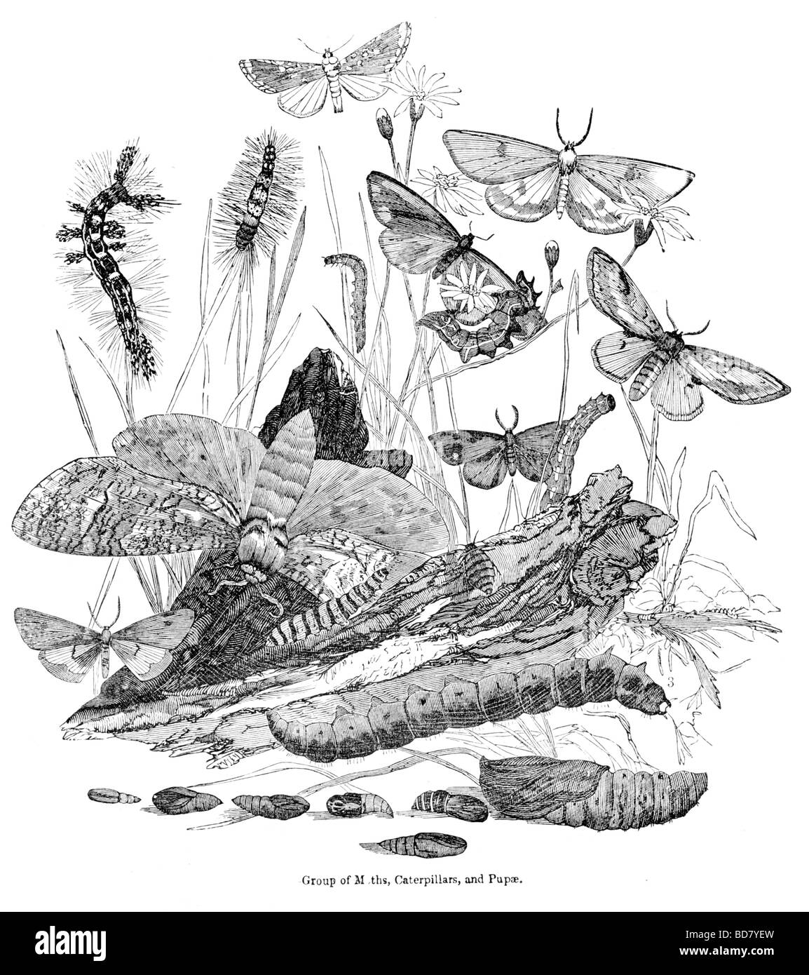 group of moths caterpillars and pupae Stock Photo - Alamy