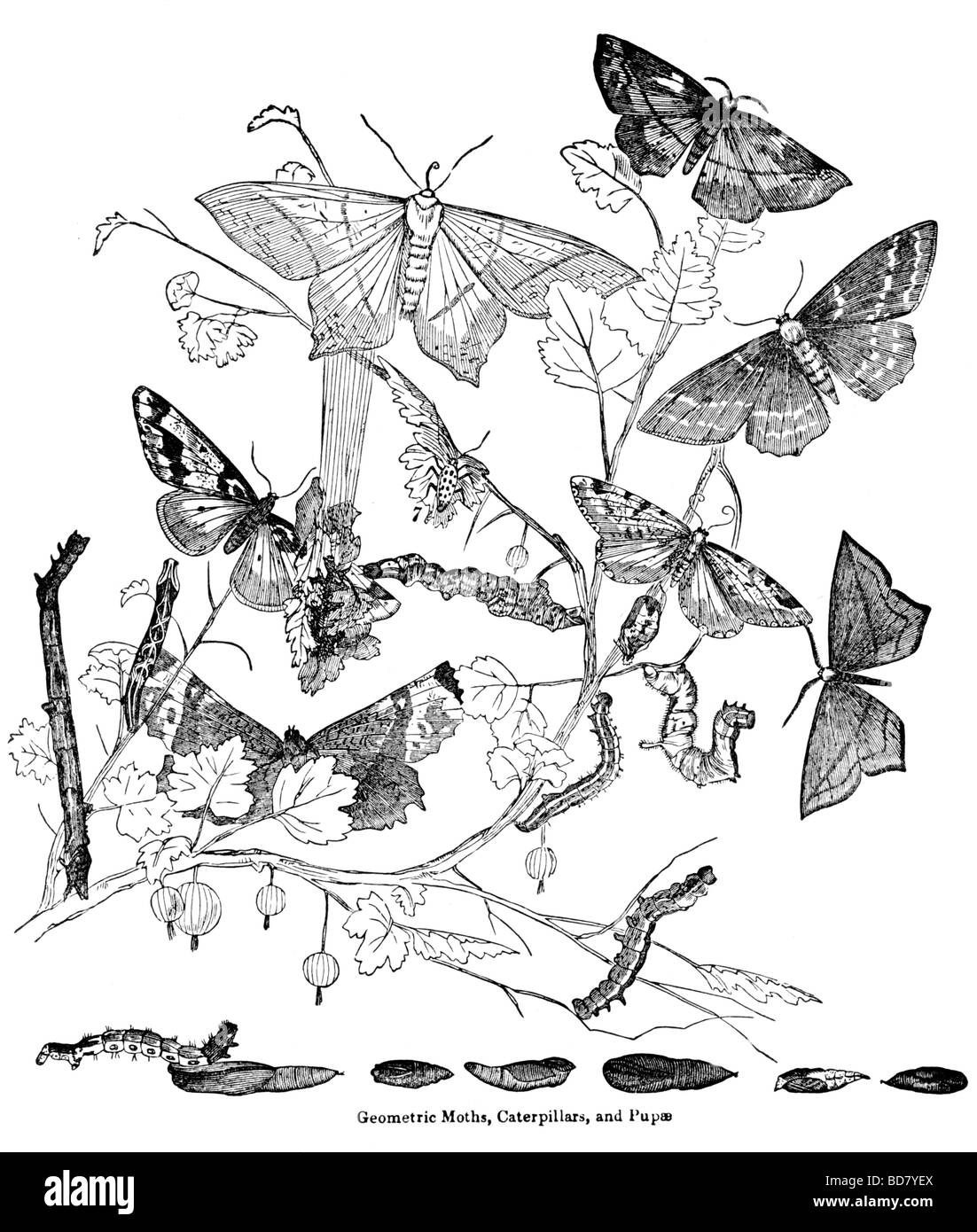 geometric moths caterpillars and pupae Stock Photo - Alamy