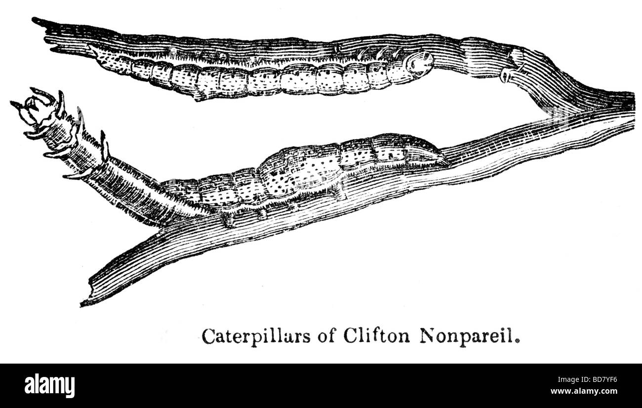 caterpillars of clifton nonpareil Stock Photo - Alamy
