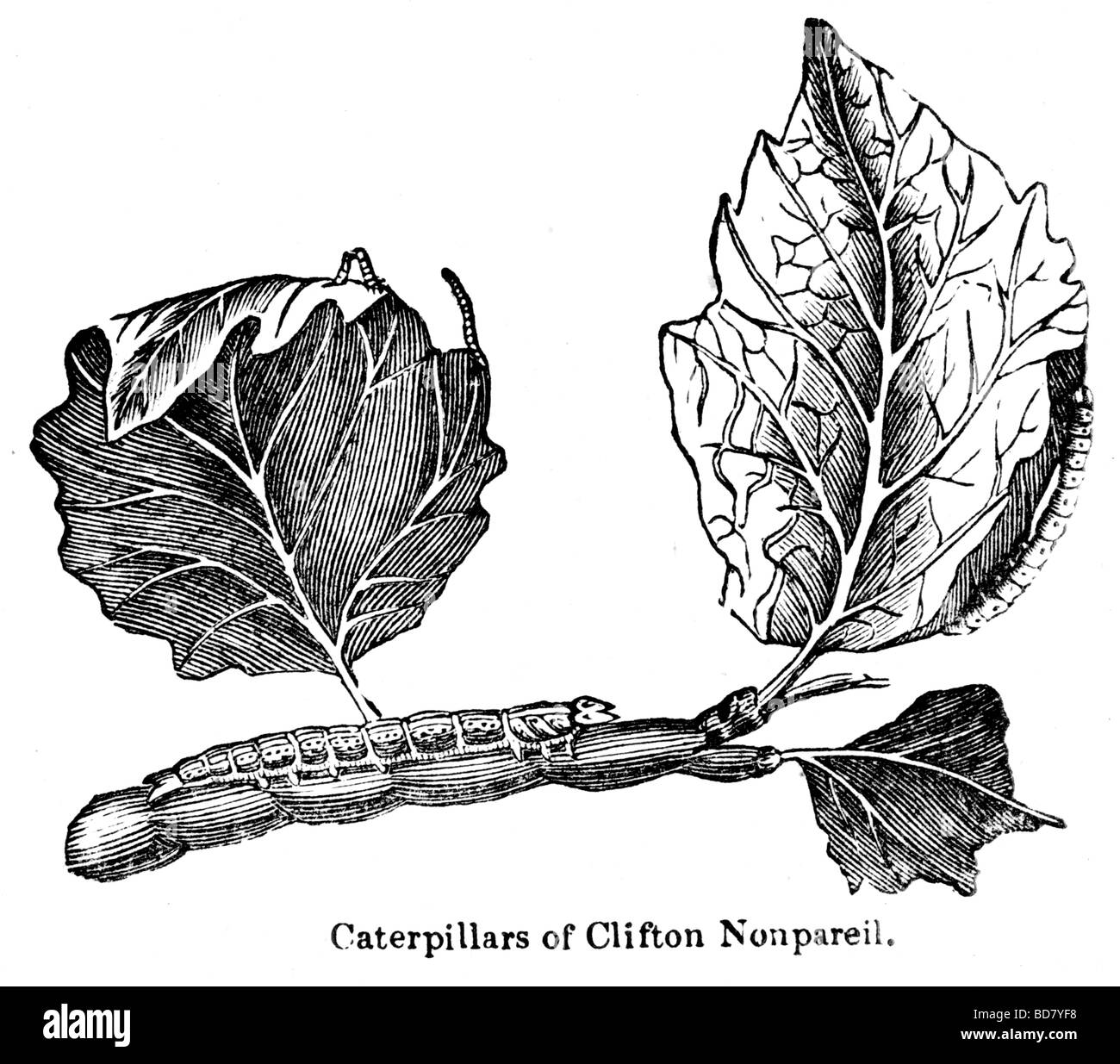 caterpillars of clifton nonpareil Stock Photo - Alamy