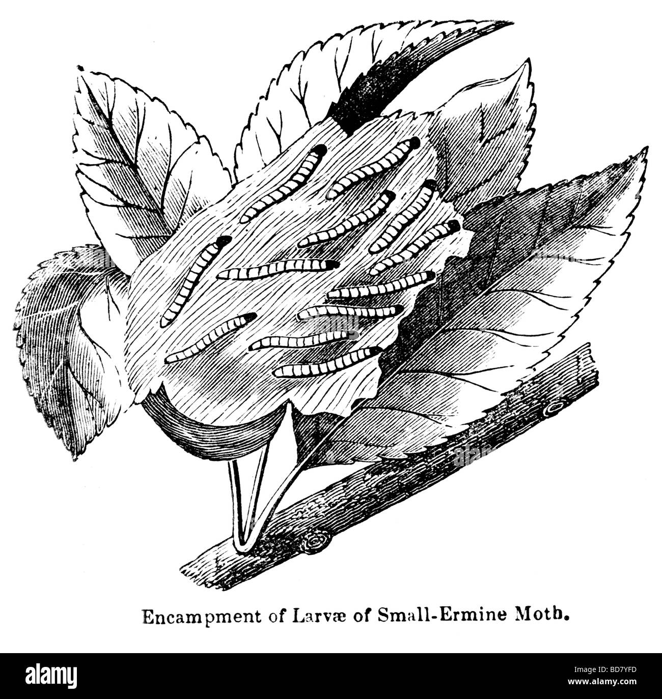 encampment of larvae of small ermine moth Stock Photo - Alamy