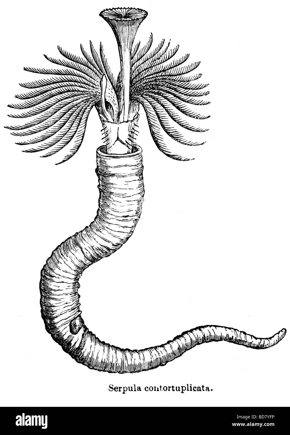 Serpula contortuplicata hi-res stock photography and images - Alamy