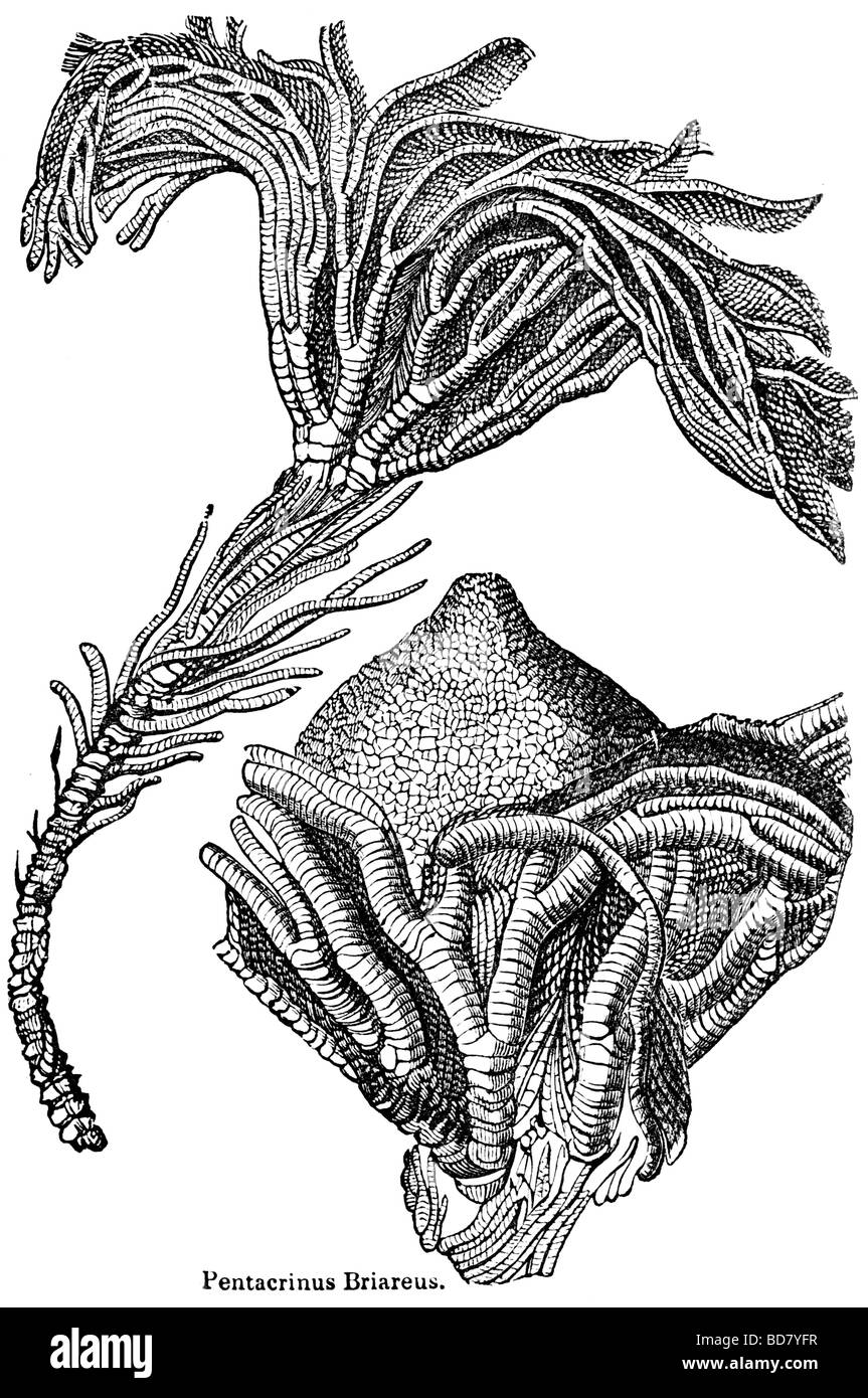 Sea lily fossil hi-res stock photography and images - Alamy