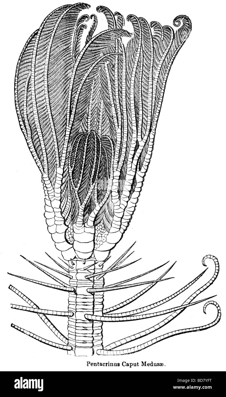 Medusae hi-res stock photography and images - Alamy