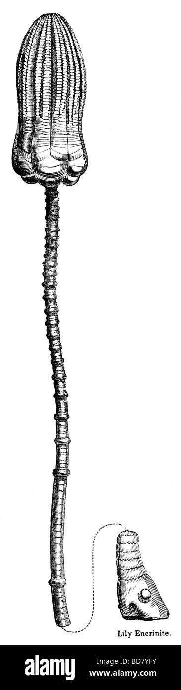 Sea lily fossil hi-res stock photography and images - Alamy