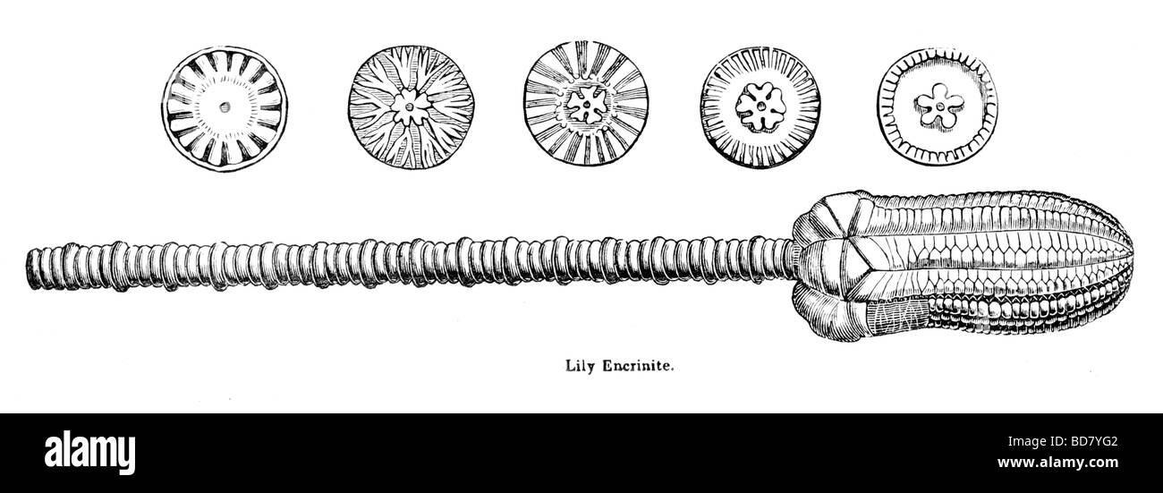 Sea lily fossil hi-res stock photography and images - Alamy