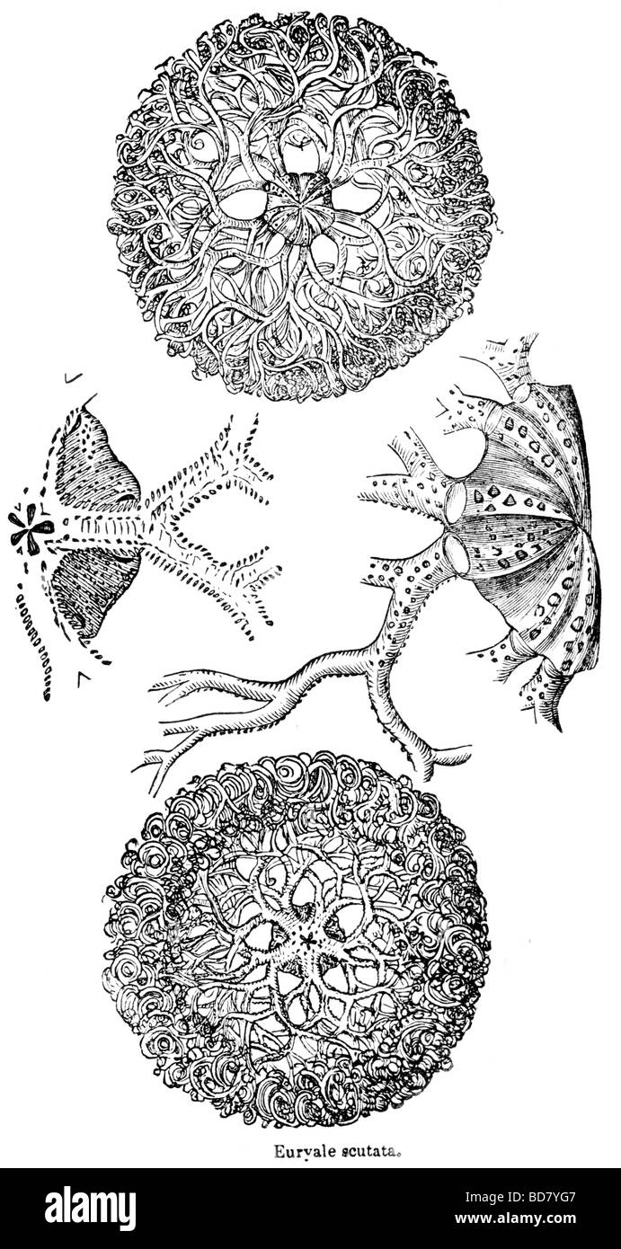 Scutata hi-res stock photography and images - Alamy