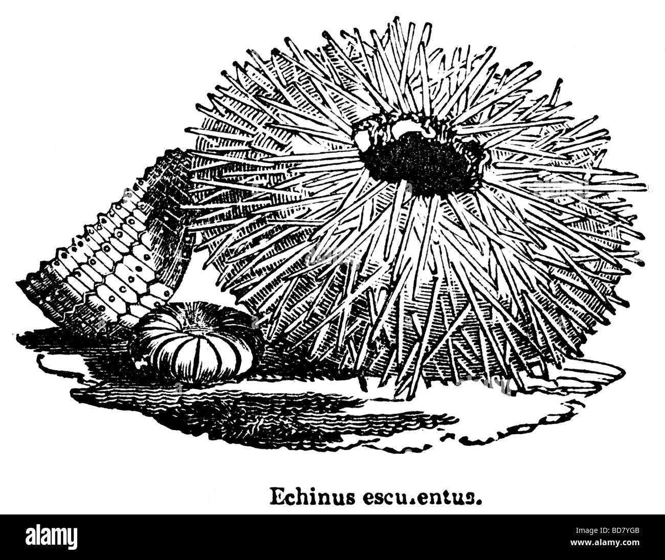 Echinus High Resolution Stock Photography and Images - Alamy