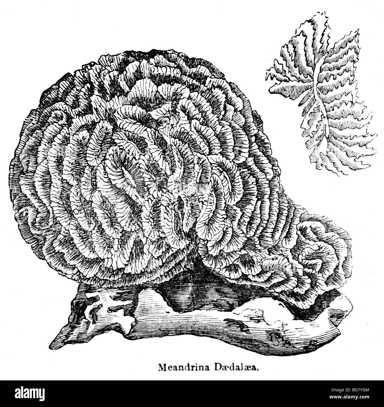 Meandrina Black and White Stock Photos & Images - Alamy