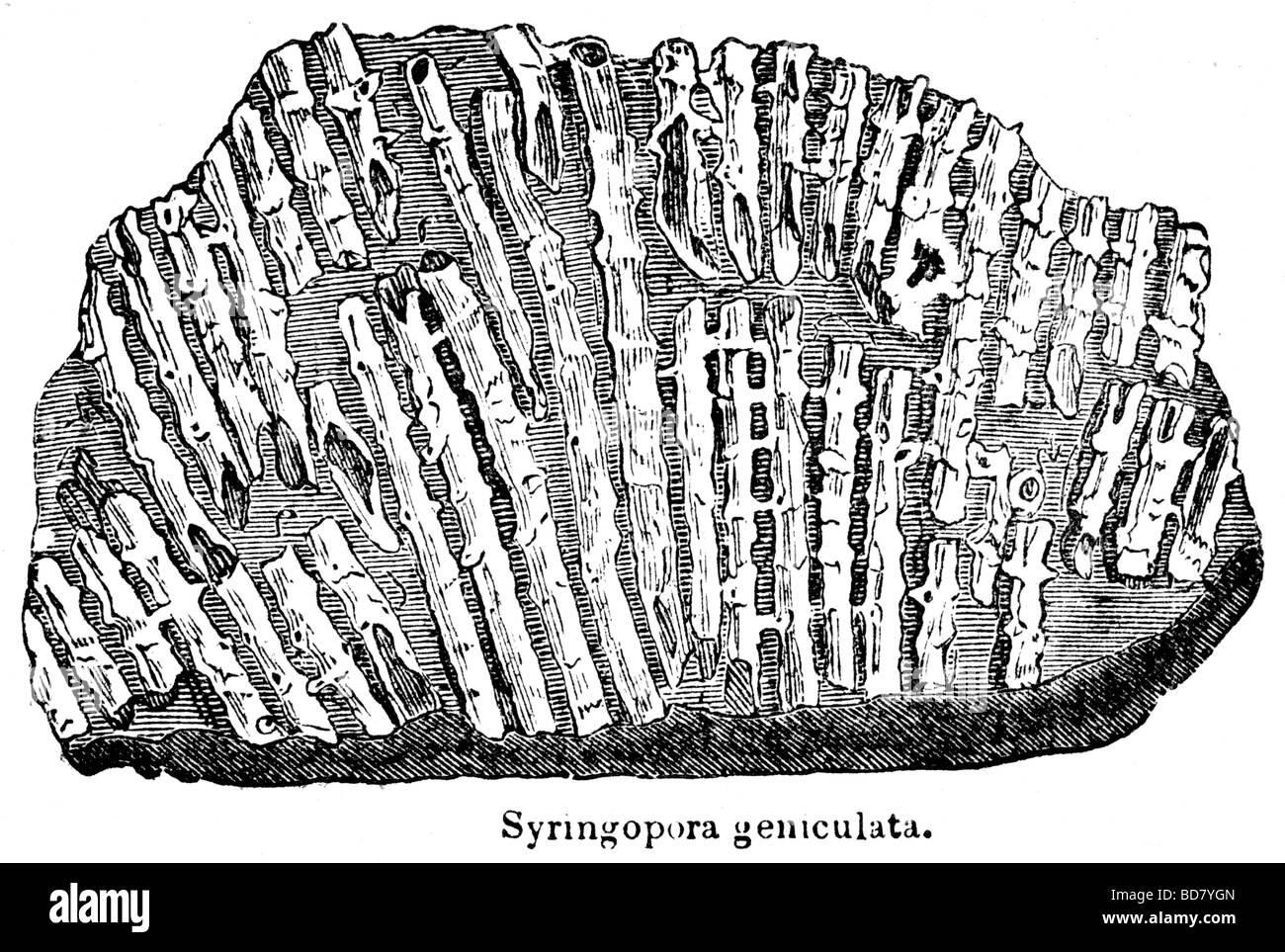 Water corals Black and White Stock Photos & Images - Alamy