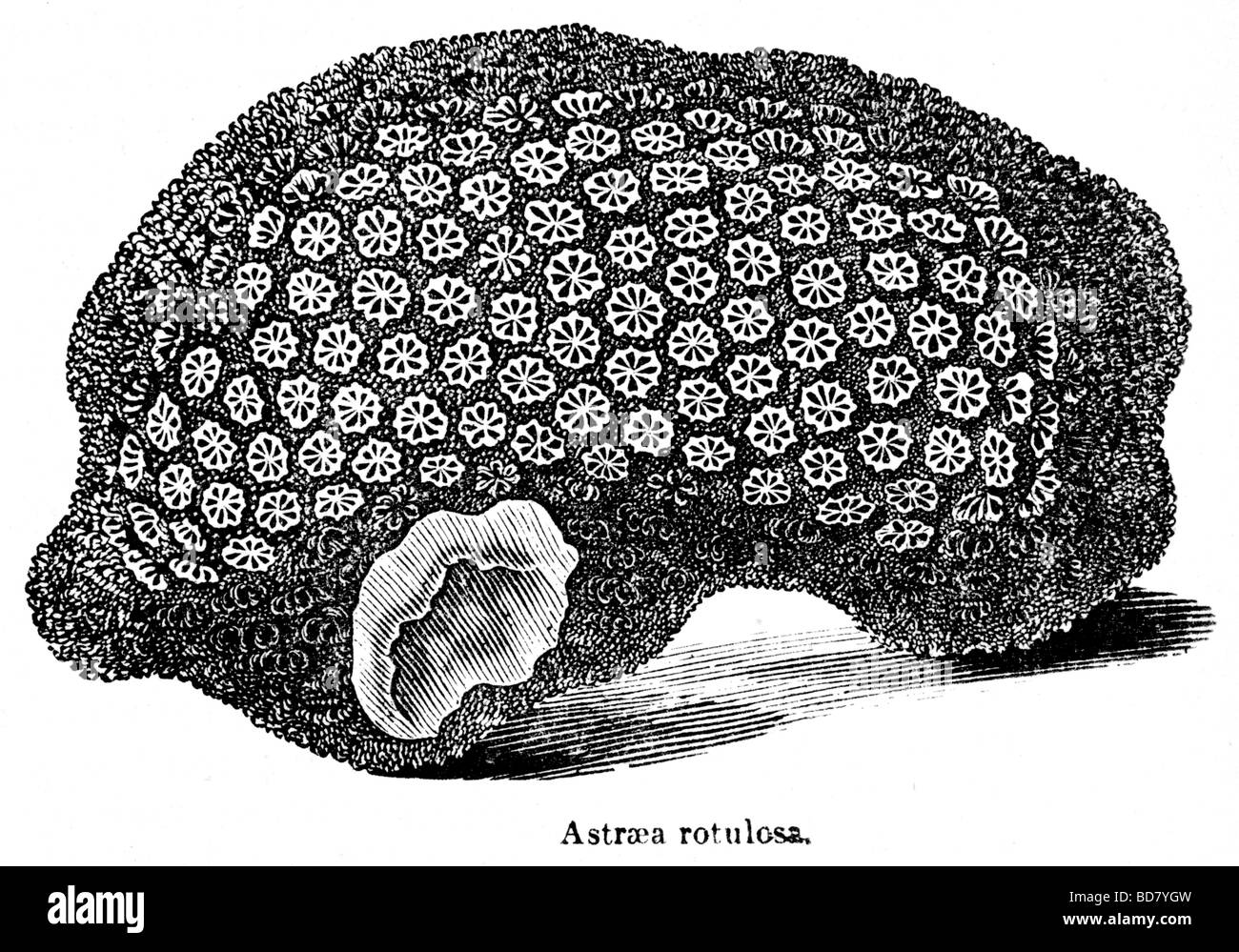 astraea rotulosa coral corals Stock Photo - Alamy