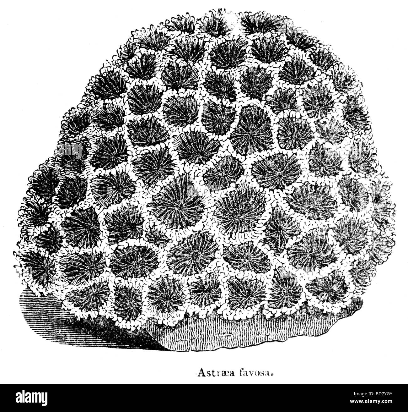 astraea favosa coral corals Stock Photo - Alamy