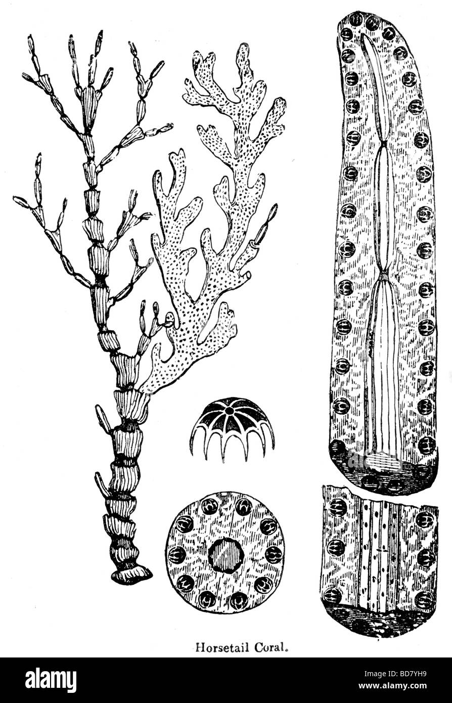 Coral living Black and White Stock Photos & Images - Alamy