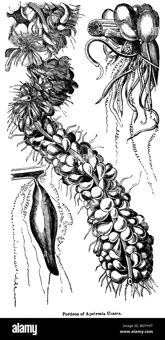 portions of apolemia urania Stock Photo - Alamy