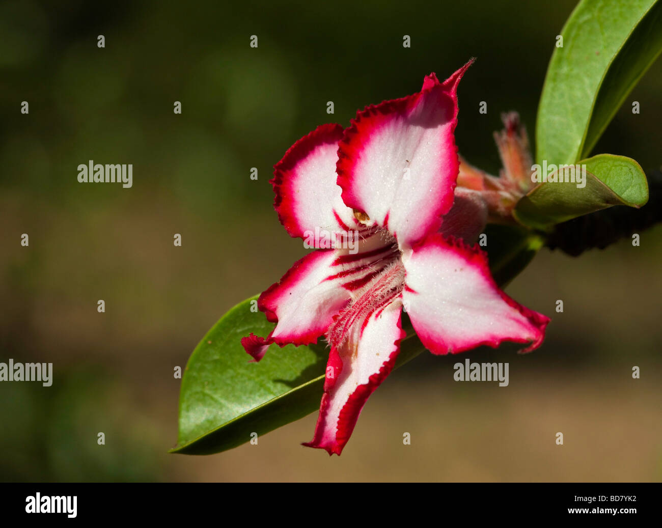 Impala lily flower africa hi-res stock photography and images - Alamy