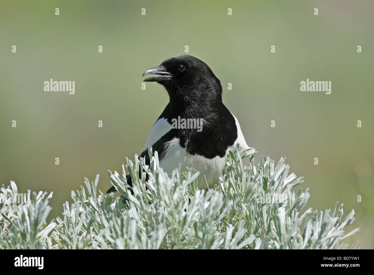 Magpie Pica pica perched on the top of a sage brush bush looking to the ...