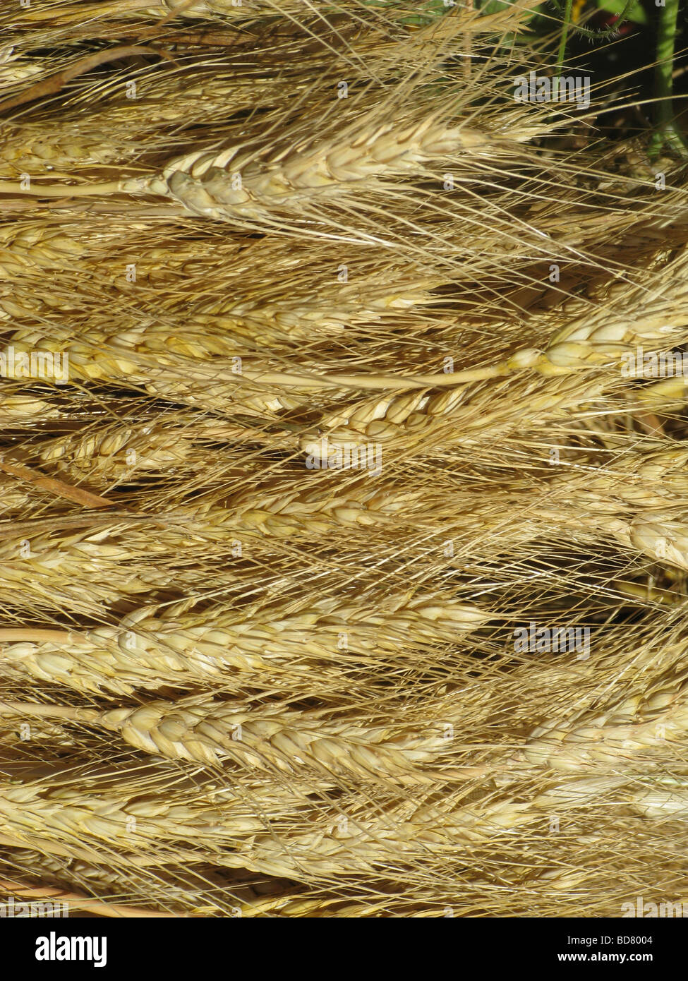 detail of wheat stems and heads Stock Photo - Alamy