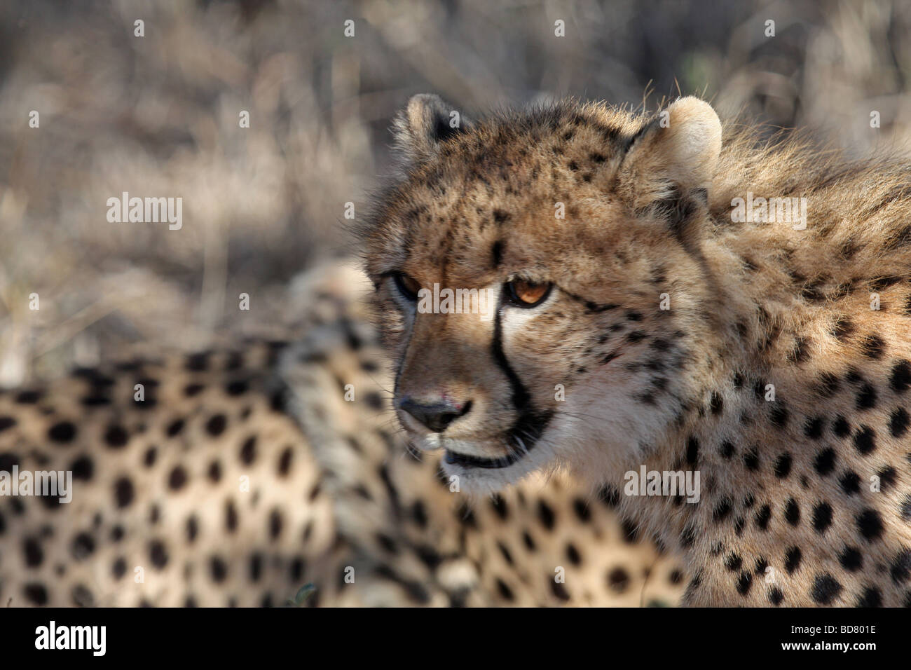 Cheetah shadow hi-res stock photography and images - Alamy