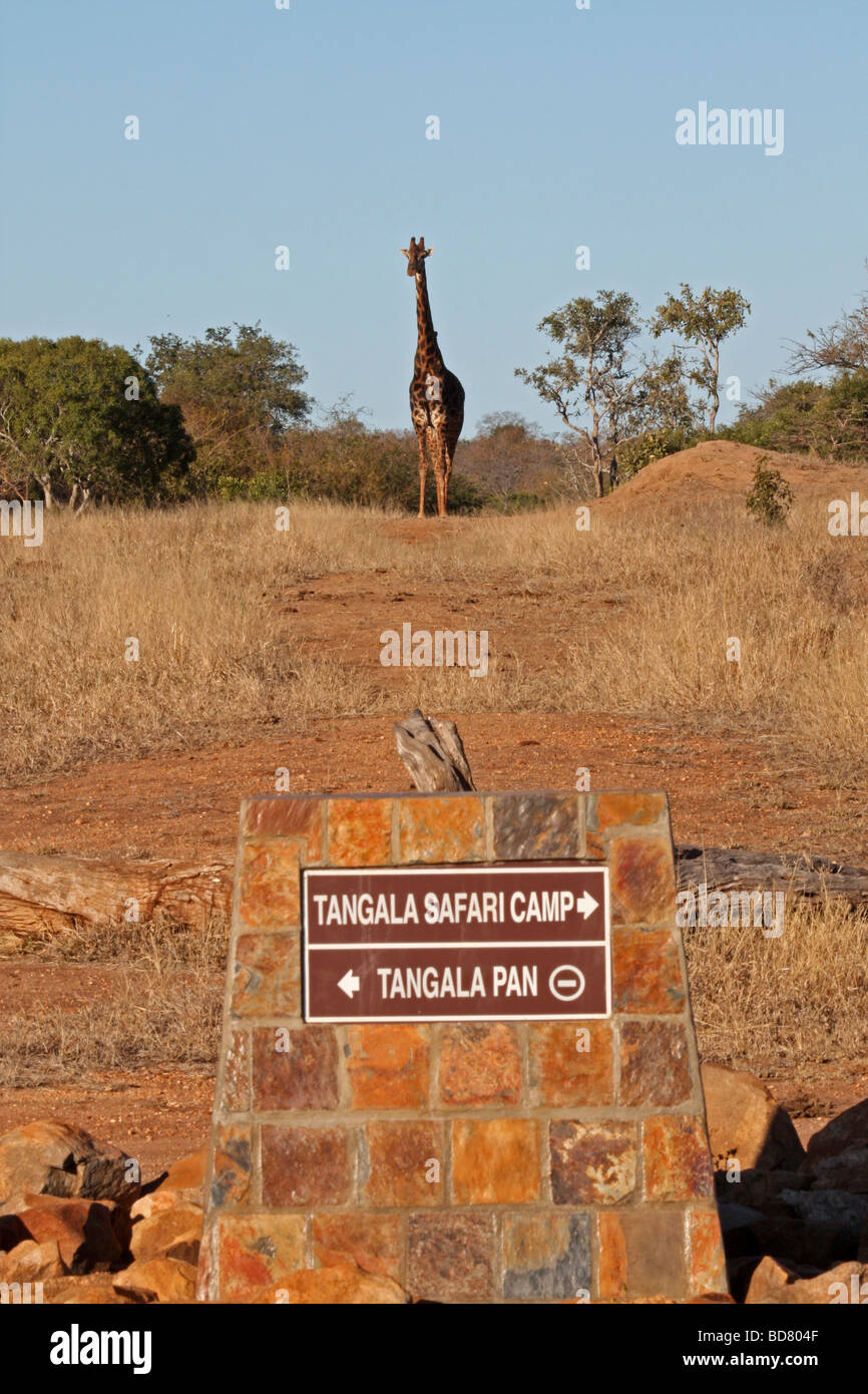 Giraffe at Tangala Stock Photo - Alamy