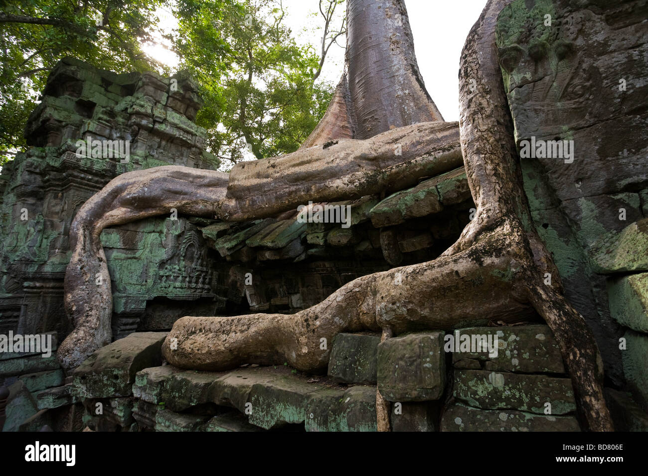 Huge tree and temple hi-res stock photography and images - Alamy