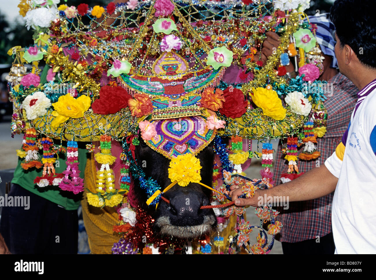 Buffalo beauty queen in Chonburi,Thailand Stock Photo - Alamy