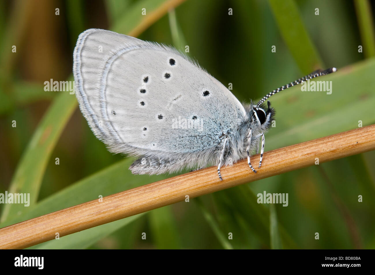 Small blue butterfly hi-res stock photography and images - Alamy