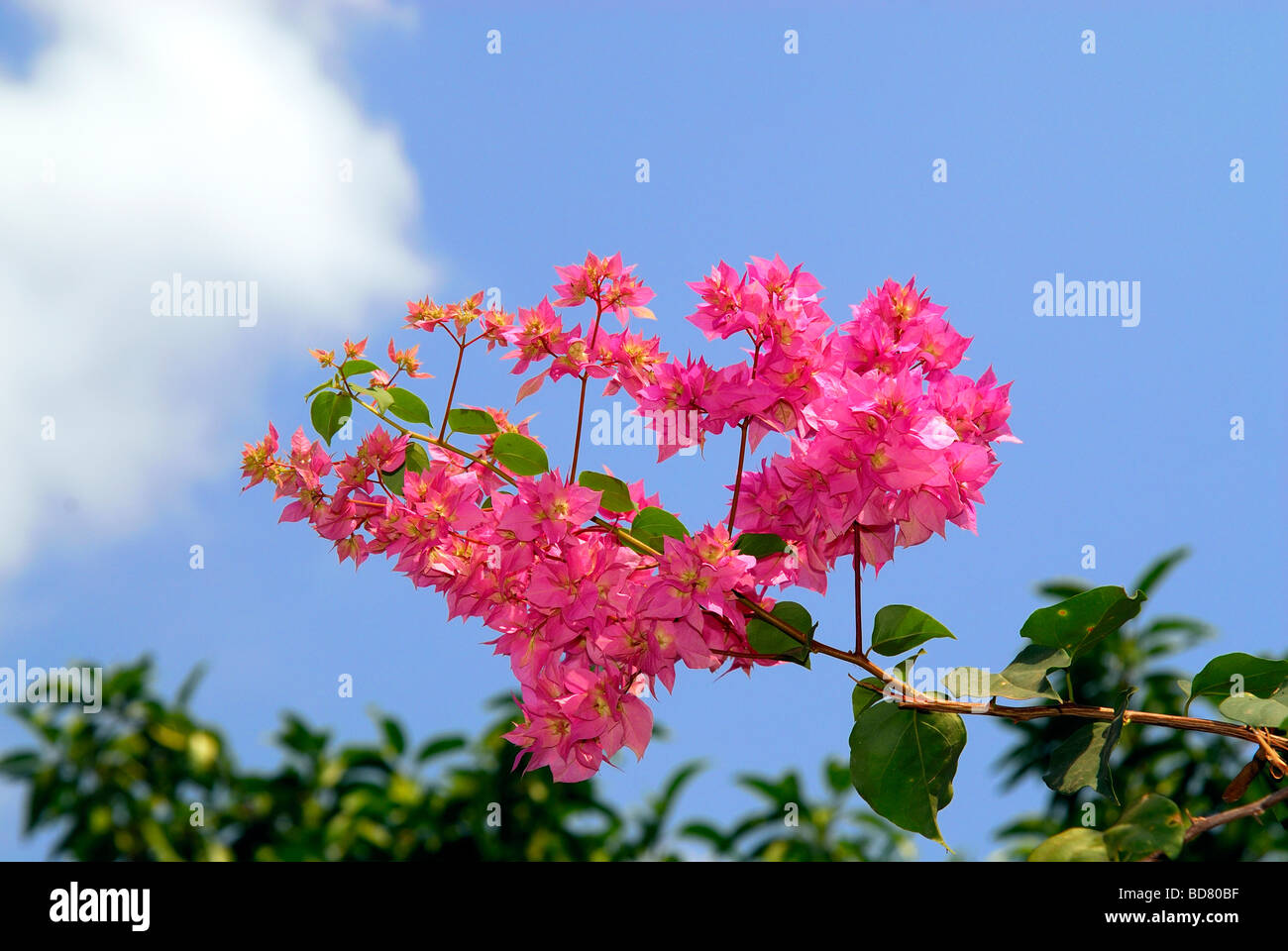 Rose of India tree,Cambodia Stock Photo - Alamy