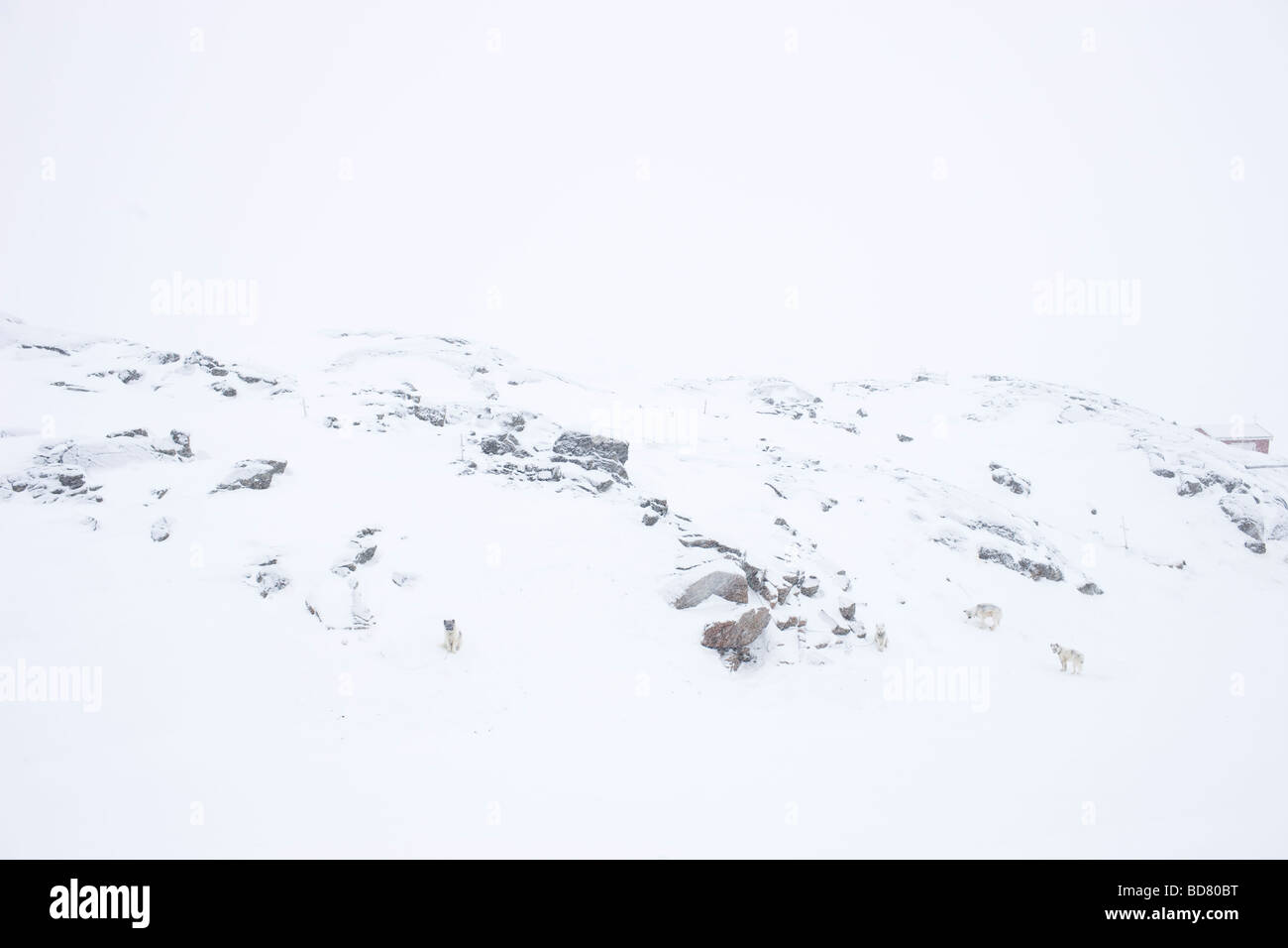 The village kulusuk in Greenland Stock Photo - Alamy