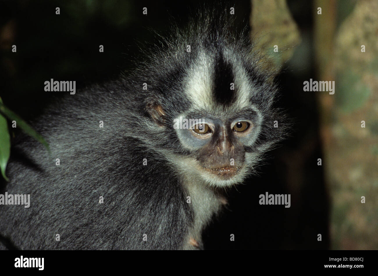 Thomas leaf monkey hi-res stock photography and images - Alamy