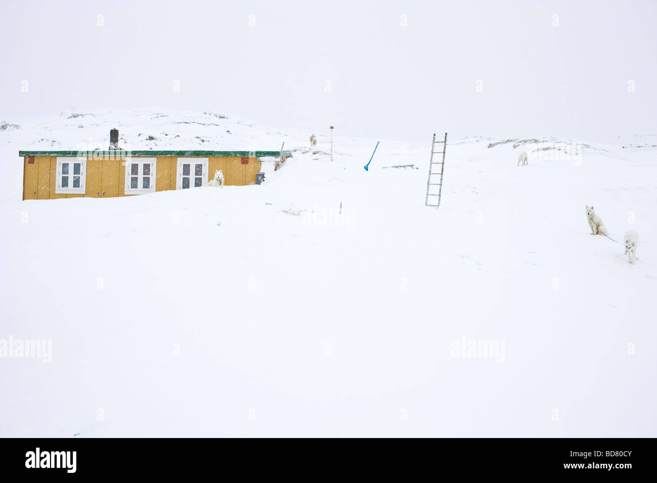 The village kulusuk in Greenland Stock Photo - Alamy