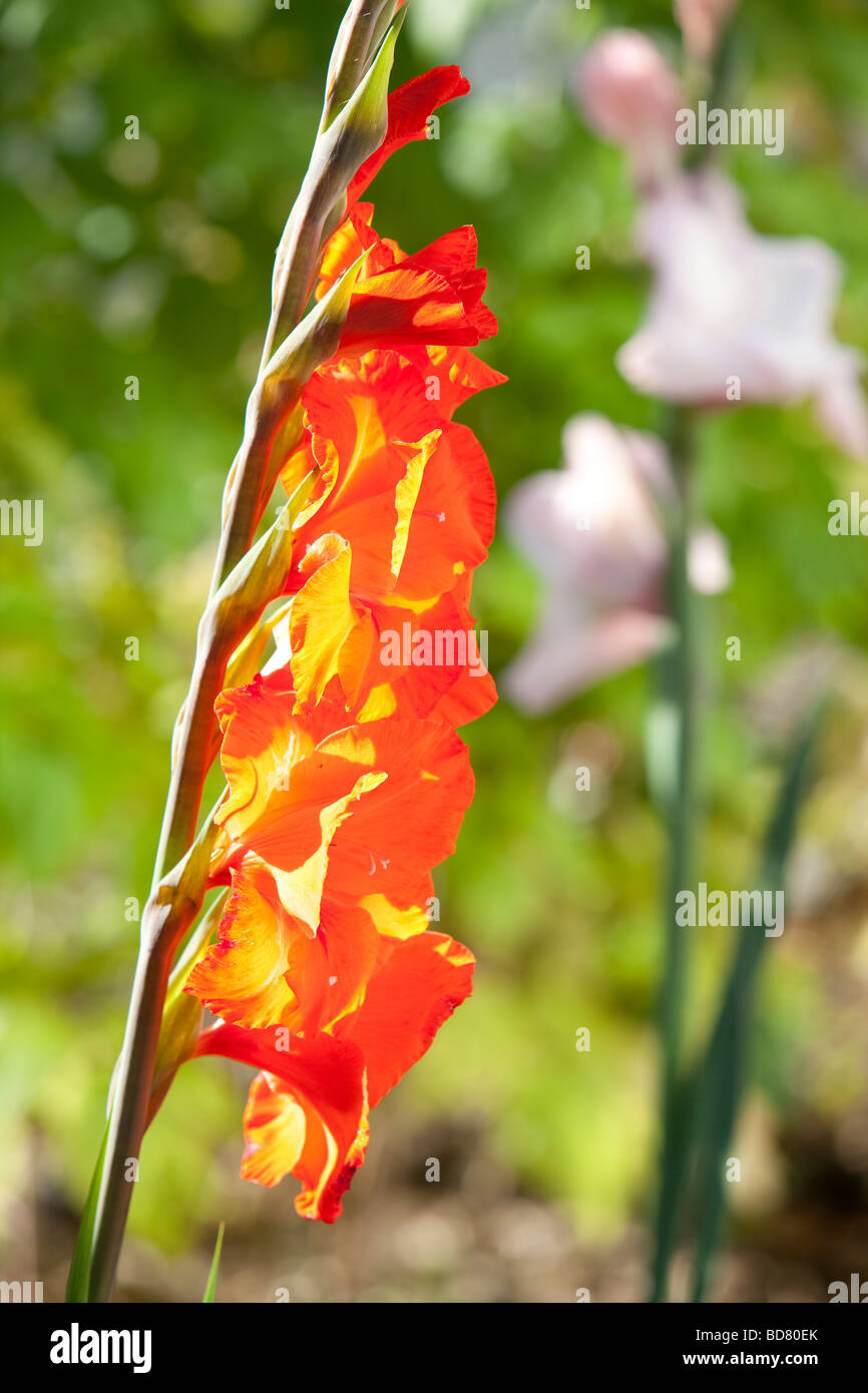 A gladioli flower in a garden Stock Photo - Alamy