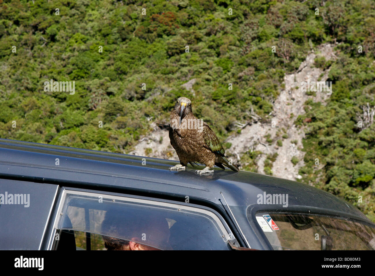 Kea Arthur s Pass New Zealand South Island bird Nestor notabilis parrot ...
