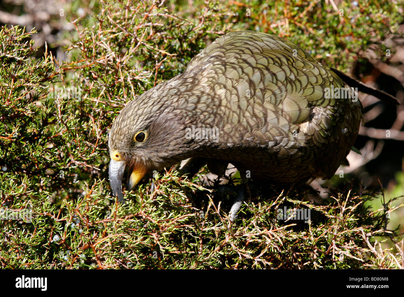 Kea Arthur s Pass New Zealand South Island bird Nestor notabilis parrot ...
