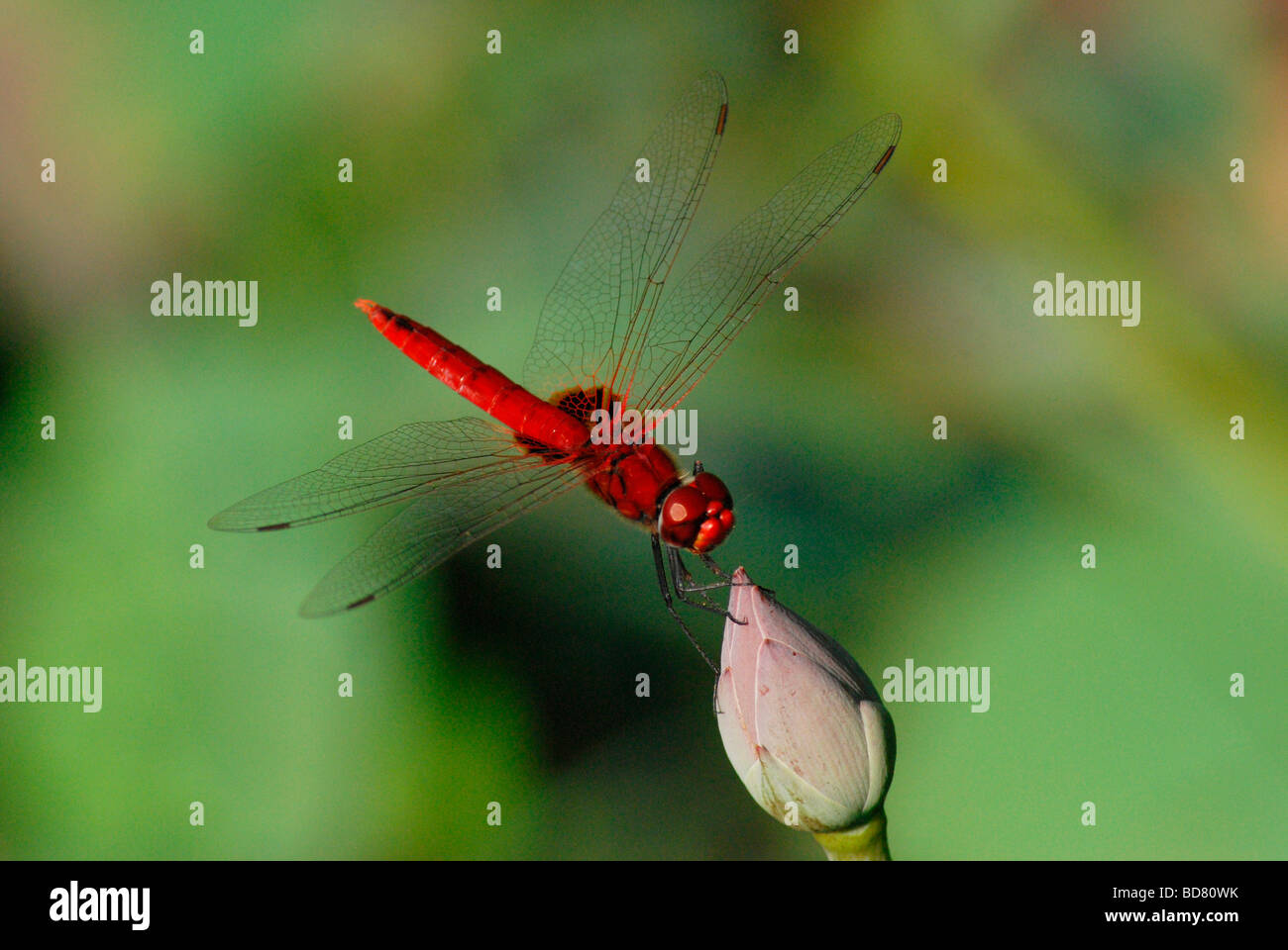 Dragon fly of india hi-res stock photography and images - Alamy