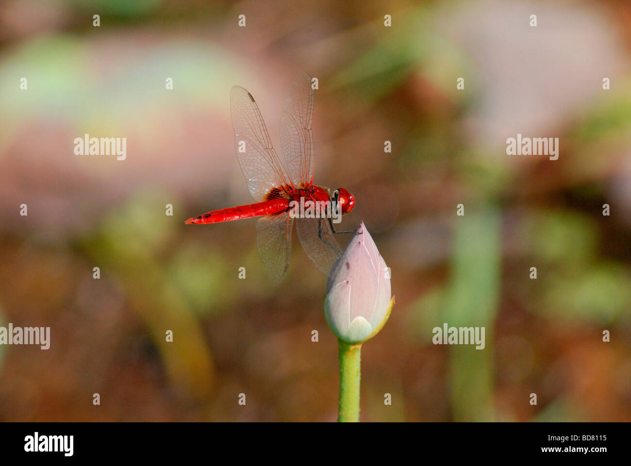 Fly flower mouth hi-res stock photography and images - Alamy