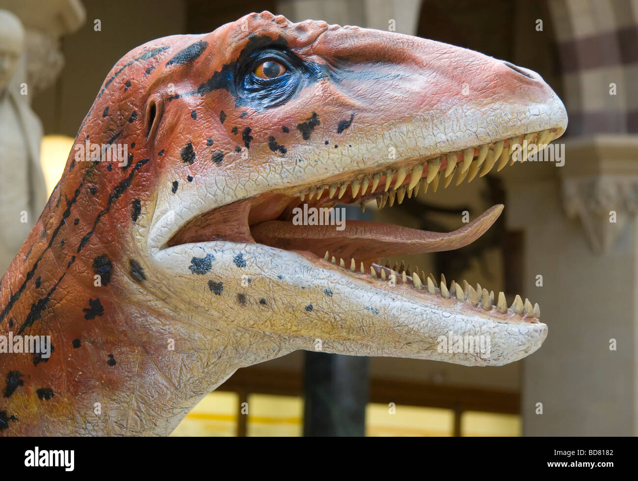 Utahraptor Fossil High Resolution Stock Photography and Images - Alamy